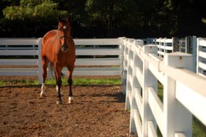 How To Choose The Right Paddock Size - Best Guidelines