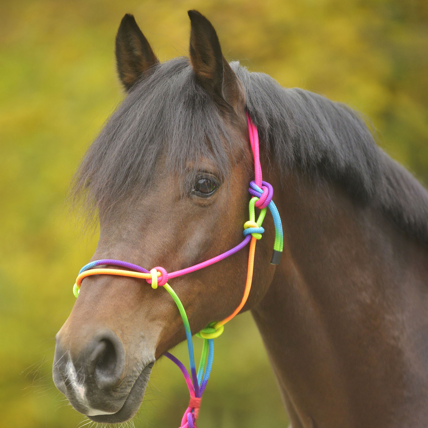 Shop Durable Halters And Leads For Your Horse
