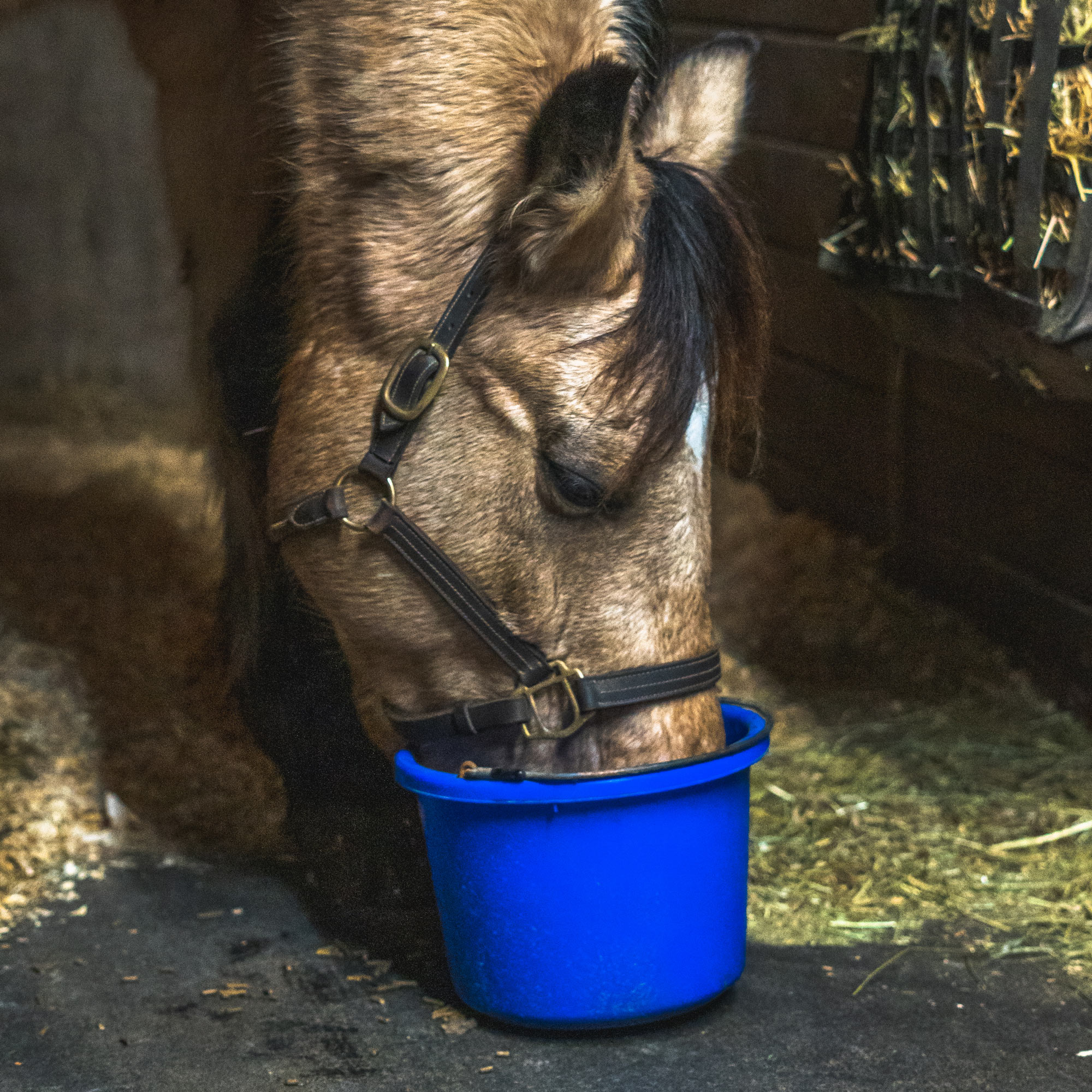 Best Feeding Solutions - Hay Feeders, Wall Feeders & More