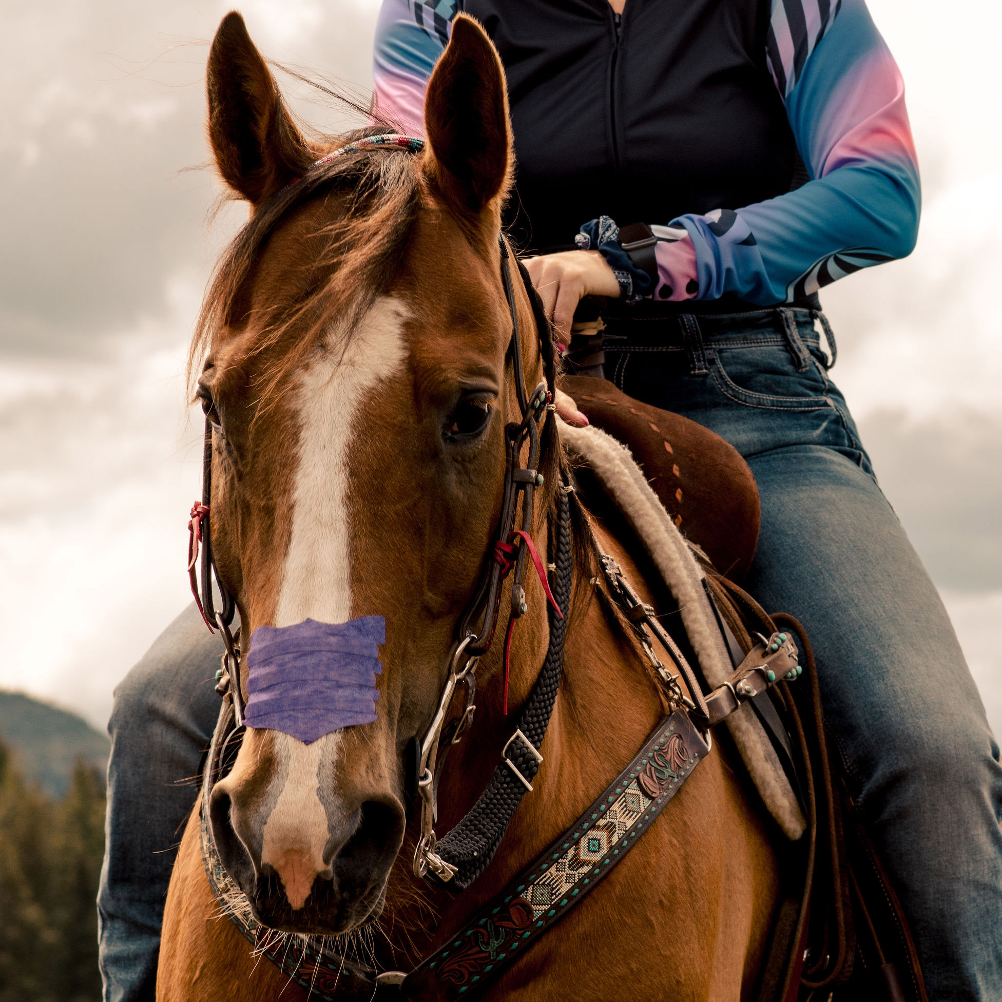 Rehabilitation - Essential Equipment For Your Horse Recovery