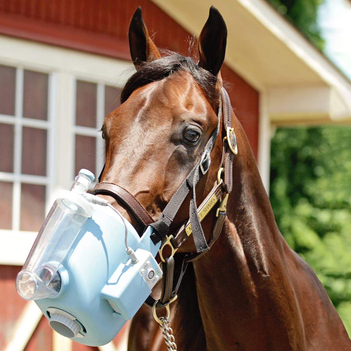 Your Complete Guide to Rehabilitating Your Horse Your Complete Guide to Rehabilitating Your Horse