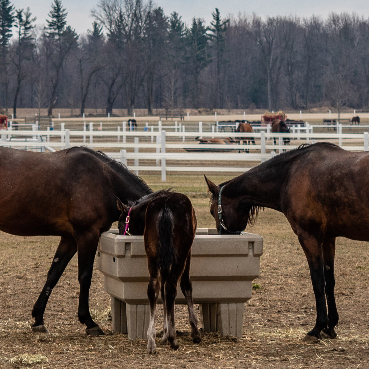 Outdoor Feeding Solutions - Feed Your Horses With Ease