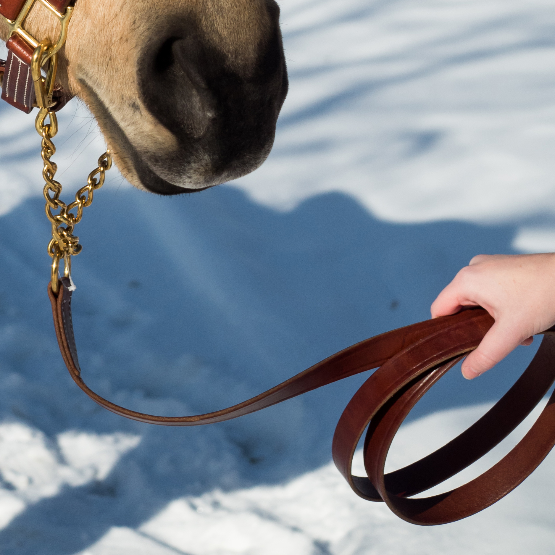 Shop Durable Halters And Leads For Your Horse