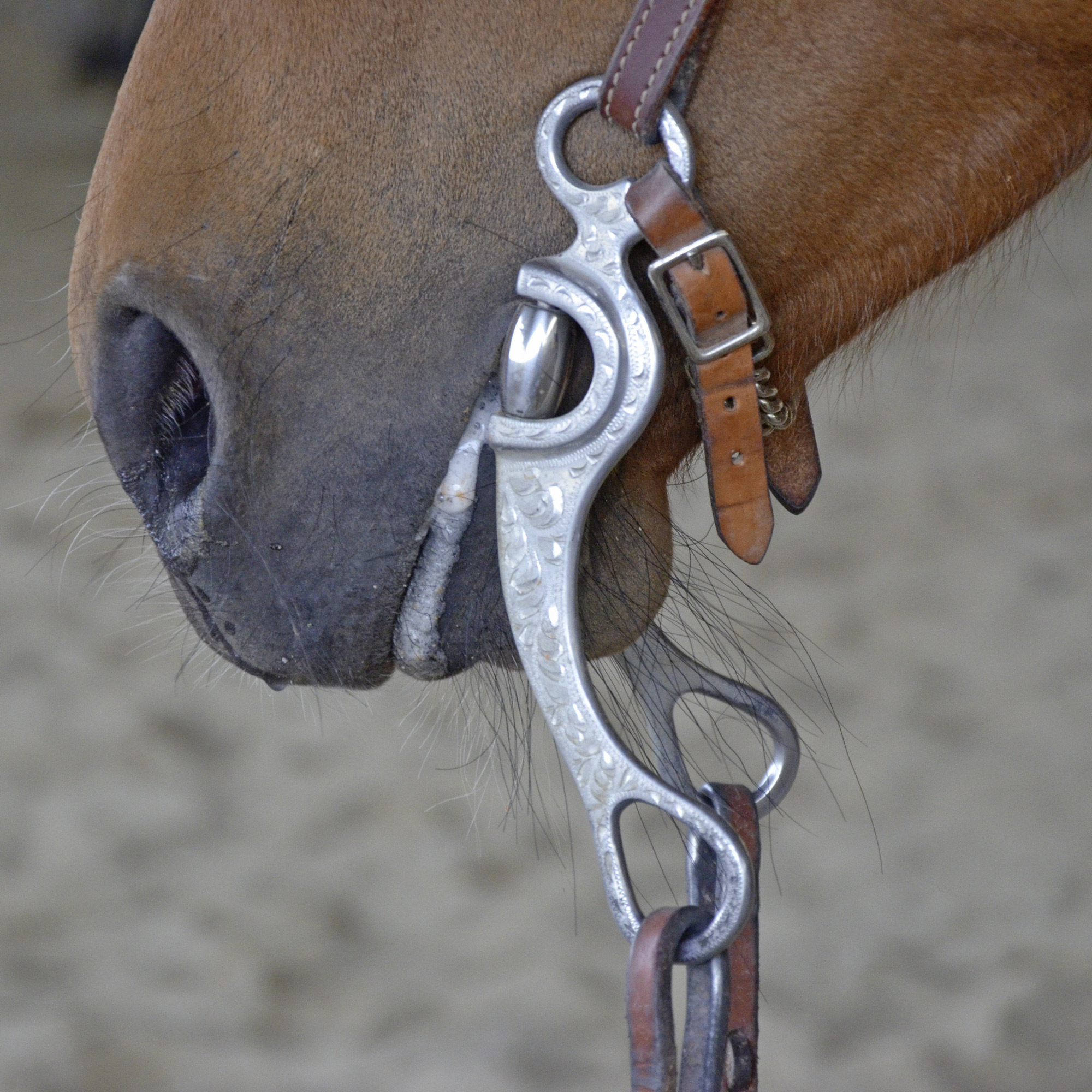 Western Tack - Shop For Headstalls, Bits, Cinches & More