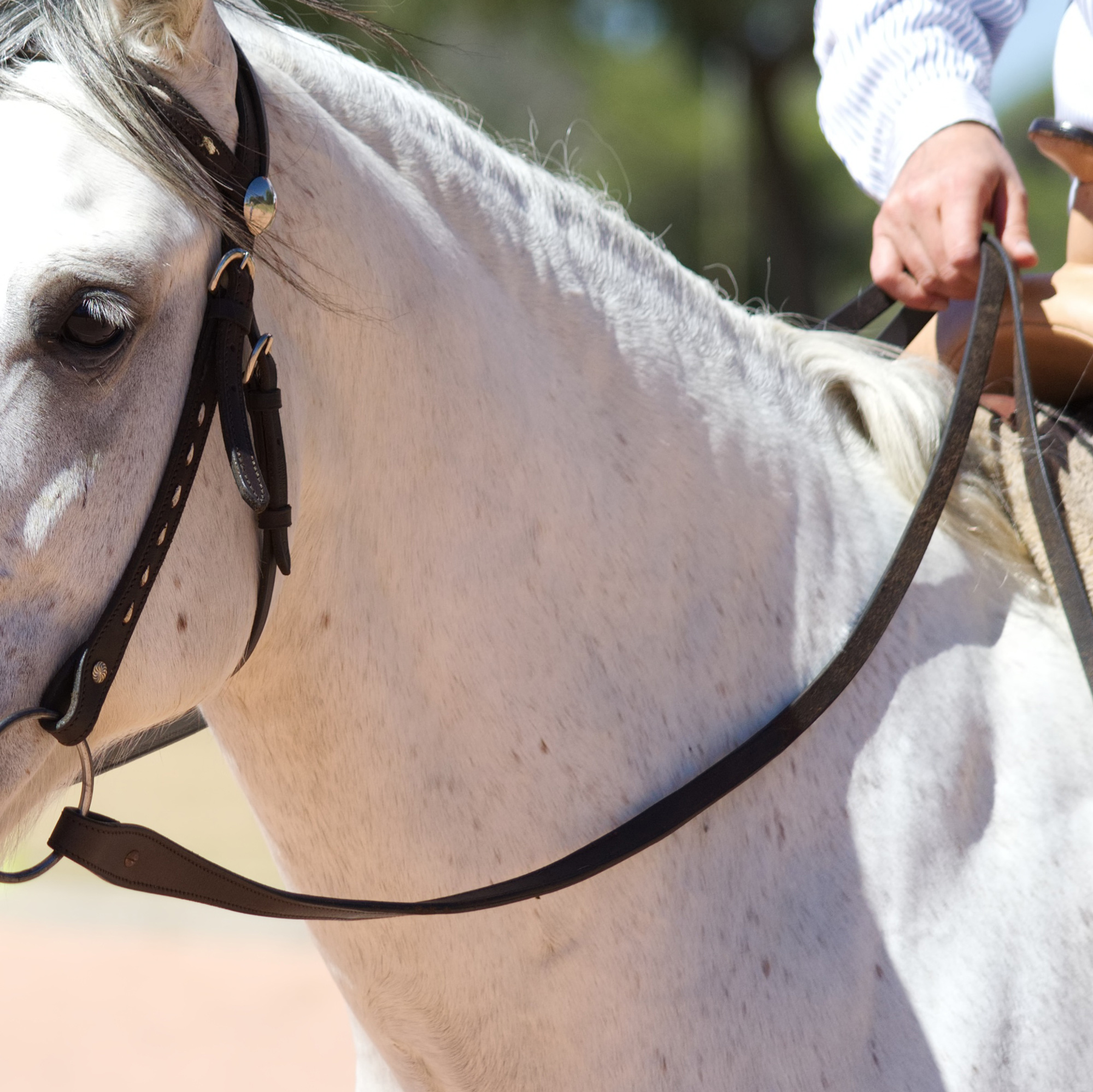 Western Tack - Shop For Headstalls, Bits, Cinches & More
