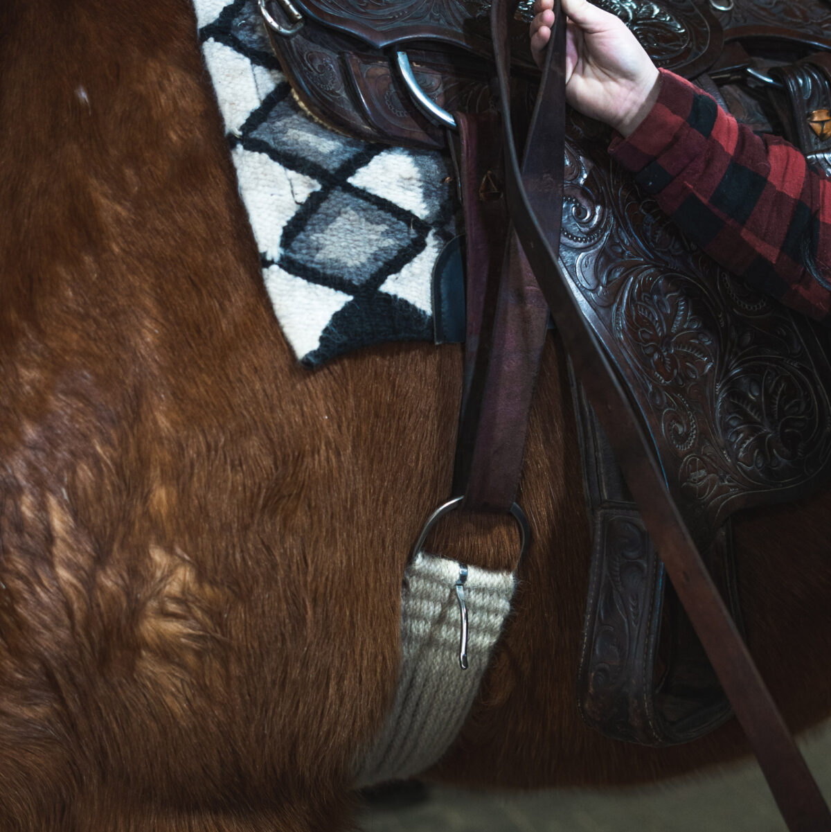 Western Tack - Shop For Headstalls, Bits, Cinches & More