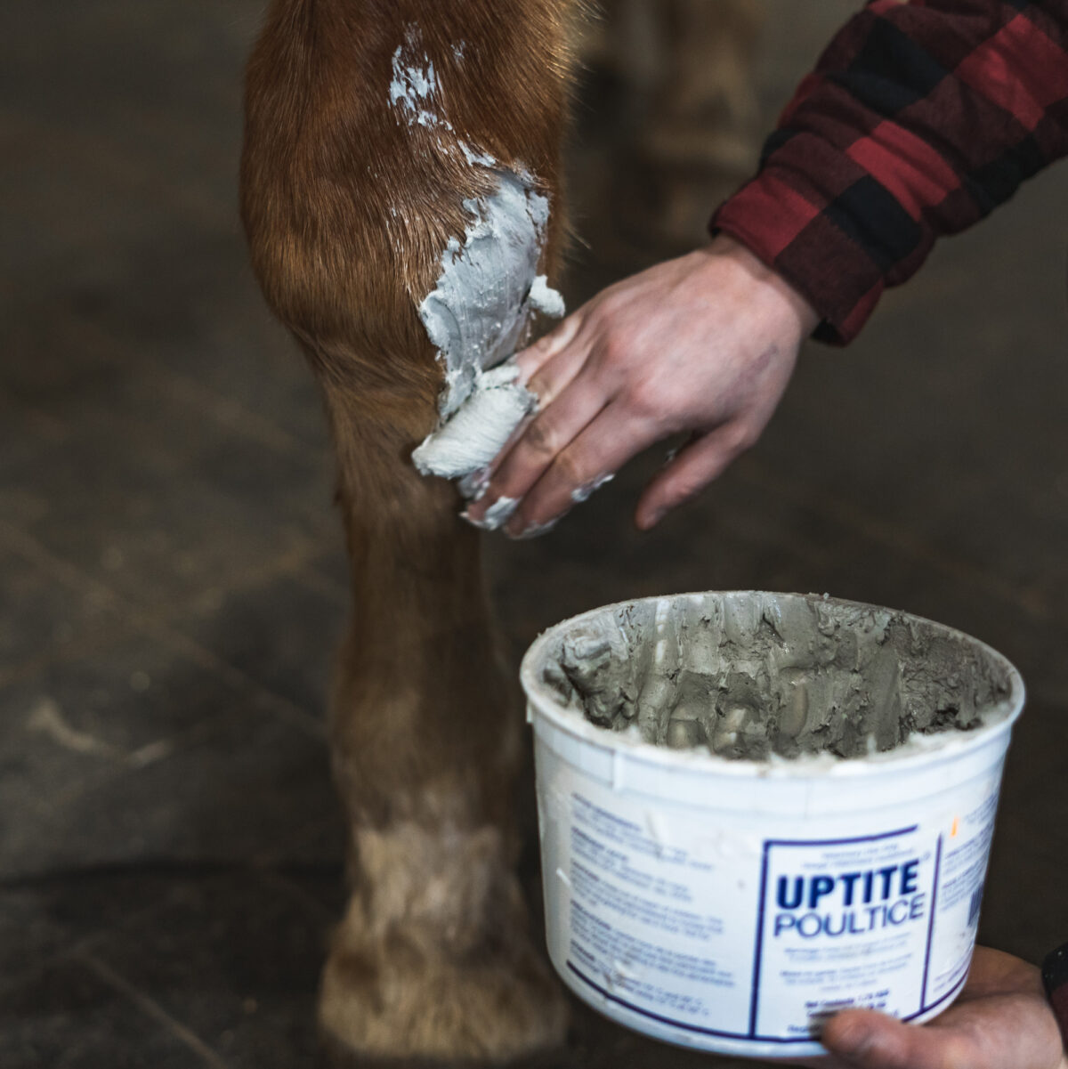 Quality Equine Health Products - Boost Horse Health