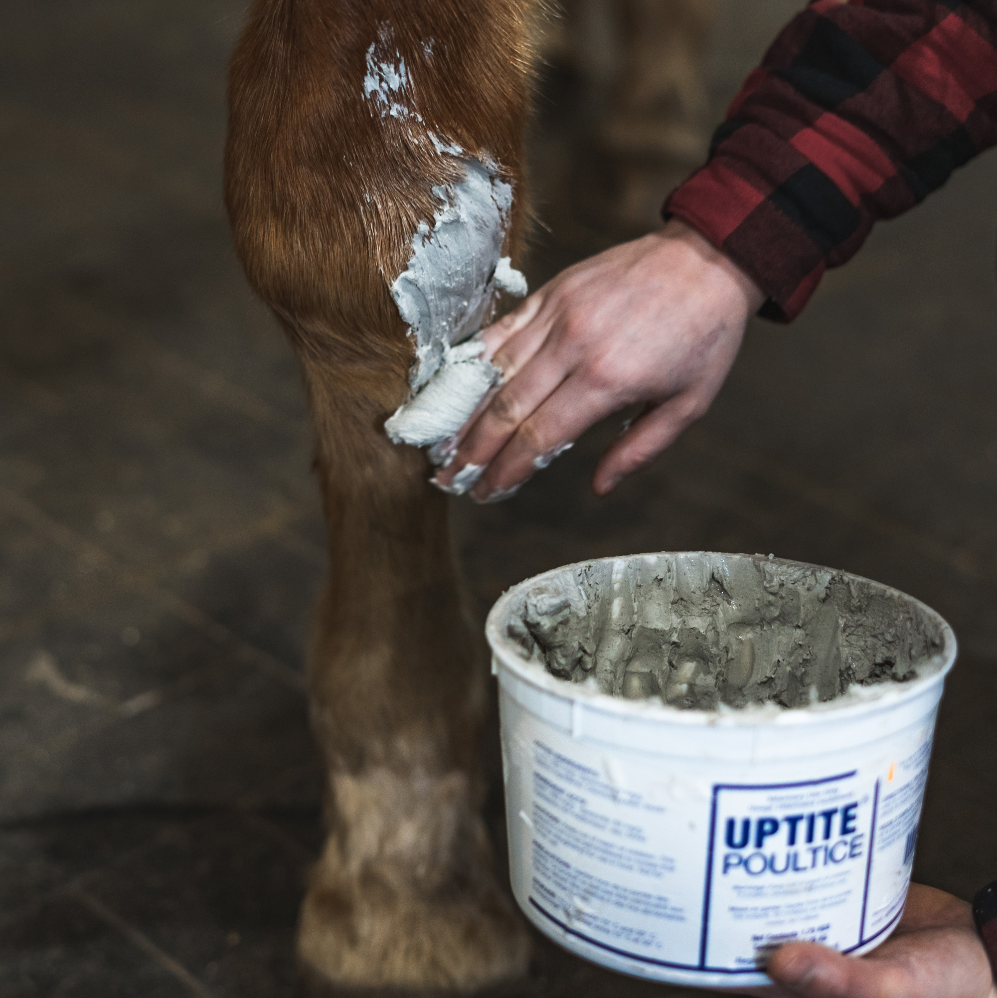Quality Equine Health Products - Boost Horse Health
