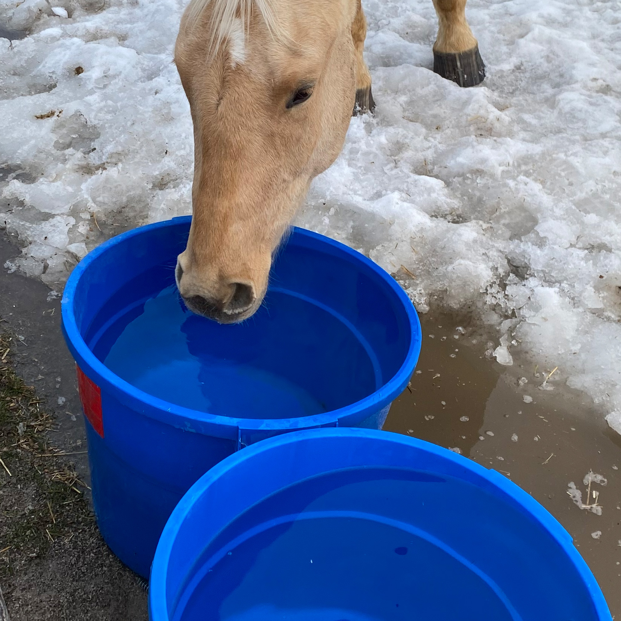 Outdoor Watering Solutions - Keep Your Horses Hydrated