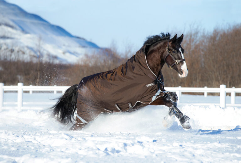 System Equine - Fencing, Stalls, Tack & Equipment