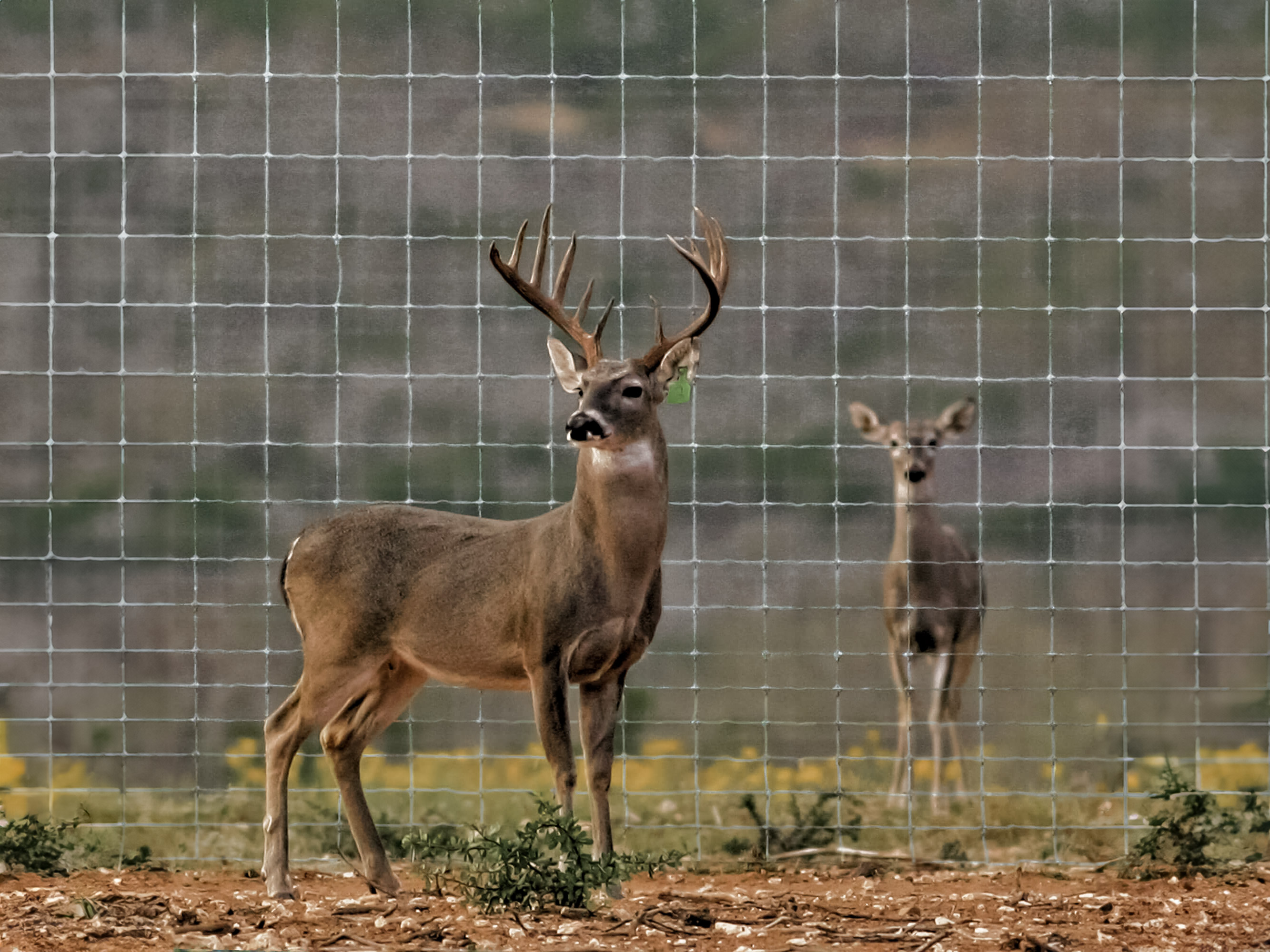 StayLock Fixed Knot Cattle, Goat, and Wildlife Fence - System Equine