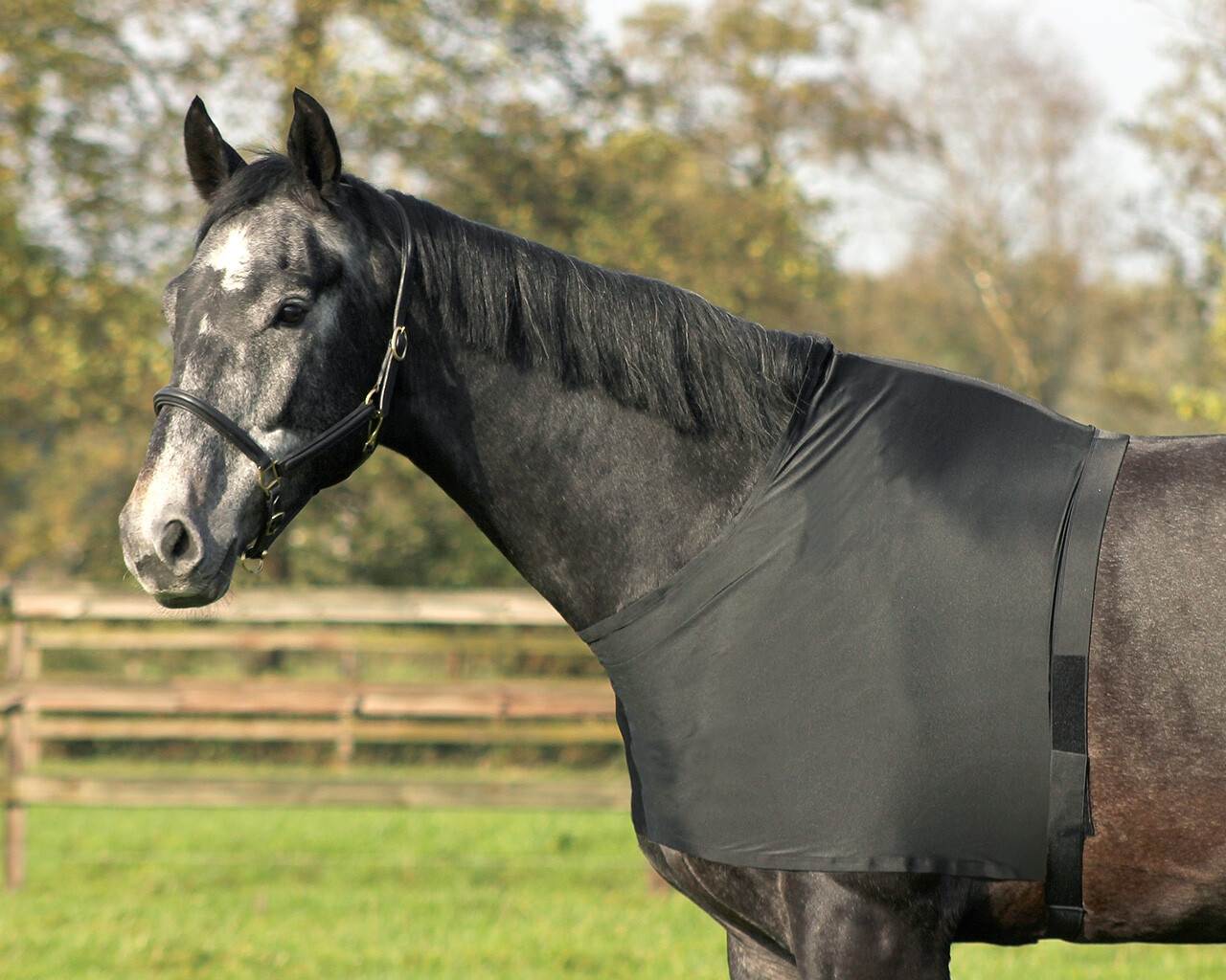 QHP Lycra Shoulder Guard - System Equine